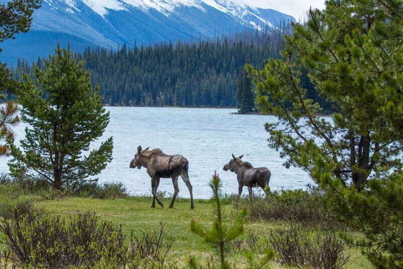 Jasper: Wildlife and Waterfalls Tour with Lakeshore Hike - An Introduction to the Experience