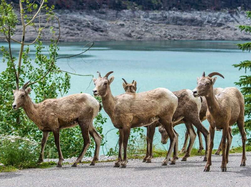 Jasper: Wildlife and Waterfalls Tour with Lakeshore Hike - Transportation and Duration