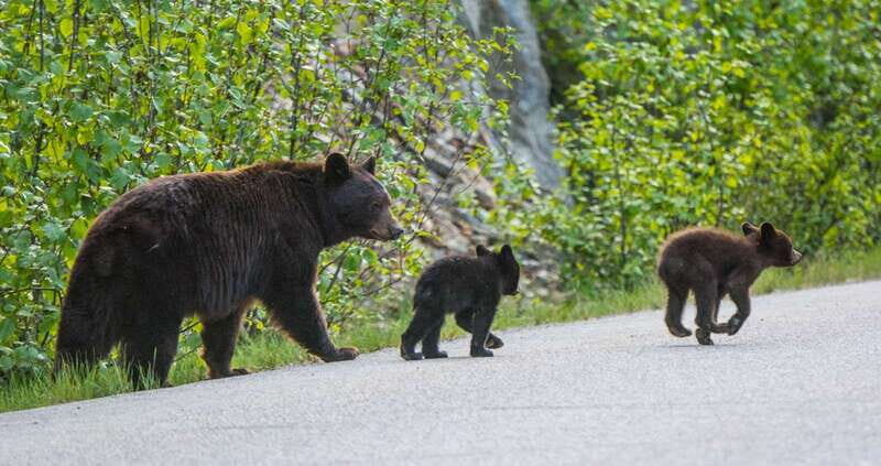 Jasper: Wildlife and Waterfalls Tour with Lakeshore Hike - Price and Value