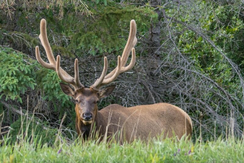 Jasper: Wildlife and Waterfalls Tour with Lakeshore Hike - Who This Tour Is Best For