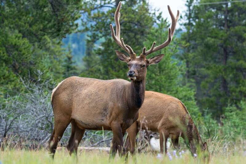 Jasper: Wildlife and Waterfalls Tour with Maligne Cruise - Who Will Love This Tour?