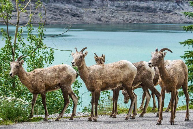 Jasper Wildlife and Waterfalls Tour with Maligne Lake Hike - Frequently Asked Questions