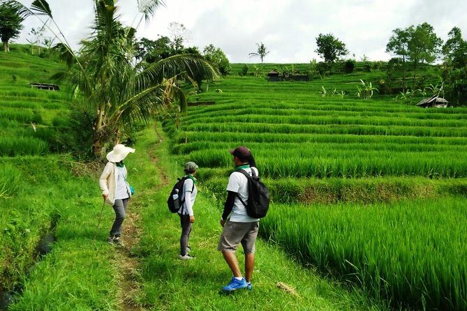 Jatiluwih full day e-bike cycling with lunch & trekking program - The Itinerary in Detail
