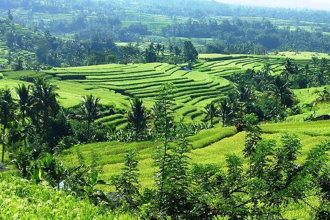 Jatiluwih in detail (1 h. e-bike tour in the rice terraces) - Whats Included and Whats Not
