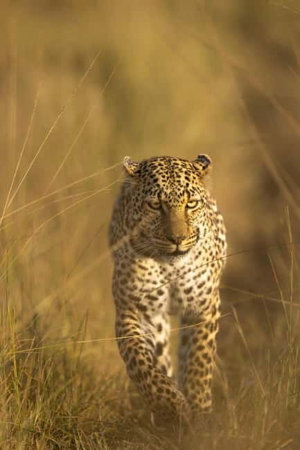 Jawai Leopard Safari 4x4 Gypsy Adventure with Guide - The Wildlife You Might See