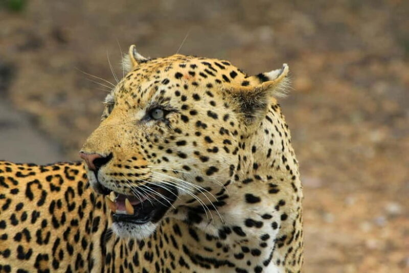 Jawai Leopard Safari 4x4 Gypsy Adventure with Guide - Cultural Encounters