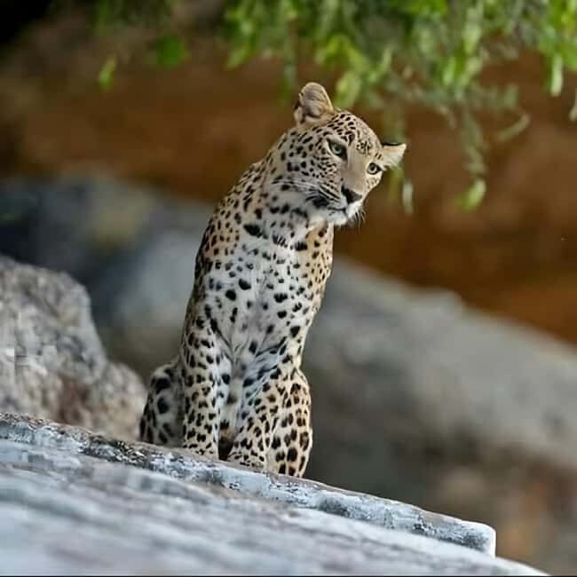 Jawai: Leopard Safari and Wildlife Experience - Key Points