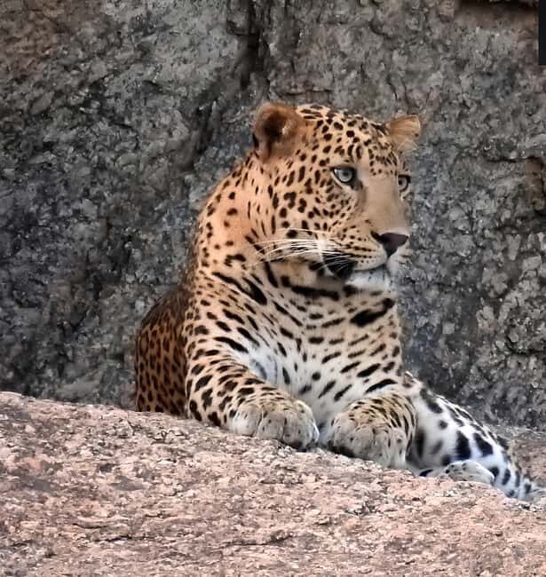 Jawai: Leopard Safari and Wildlife Experience - An In-Depth Look at the Jawai Leopard Safari Experience
