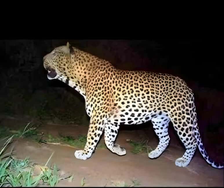 Jawai: Leopard Safari and Wildlife Experience - Final Thoughts