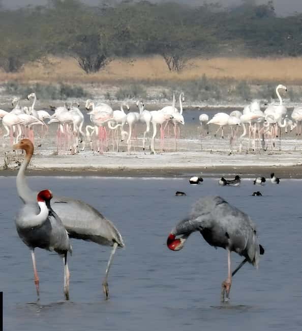 Jawai: Leopard Safari and Wildlife Experience - FAQ