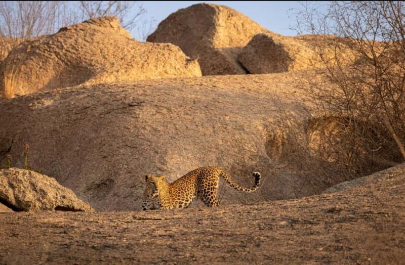 Jawai: Leopard Safari in Aravalli Hills - Who Should Consider This Tour?