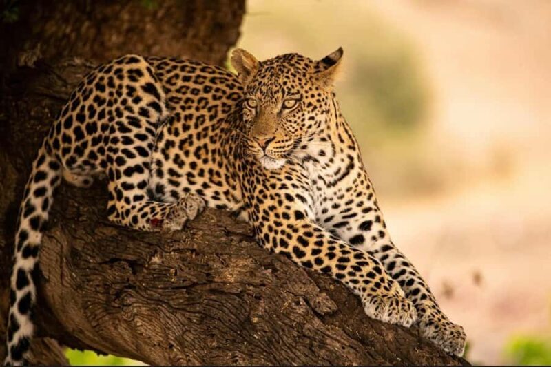 Jawai: Leopard Trails, Tribal Stories & Sacred Night Walk - FAQ