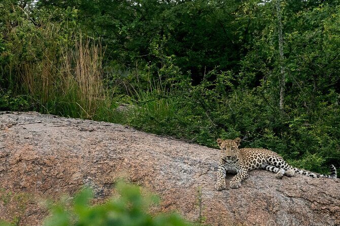 Jawai Leopard Wildlife Safari - The Sum Up