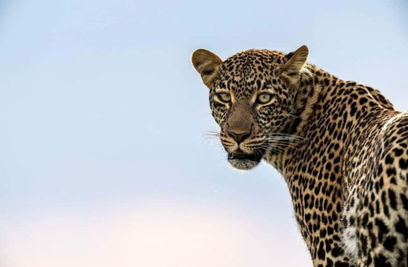 Jawai Leopard Wildlife Safari Private Tour In a 4x4 Jeep - Introduction: An Authentic Destination for Wildlife Enthusiasts