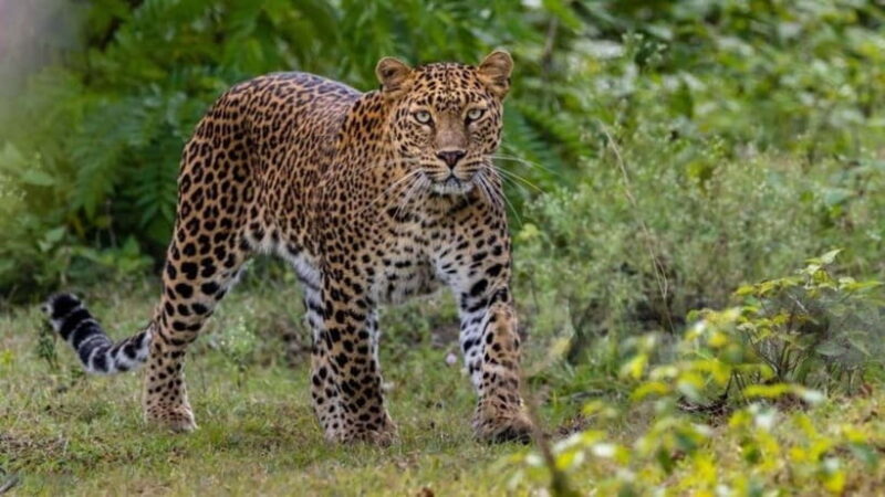 Jawai Leopard Wildlife Safari Private Tour In a 4x4 Jeep - The Landscape and Photography Appeal