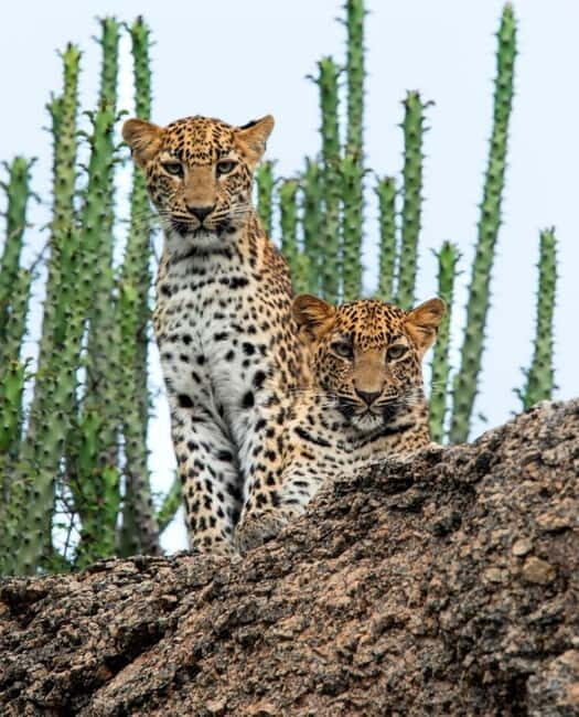 Jawai Leopard Wildlife Safari Private Tour In a 4x4 Jeep - The Practical Side: What to Expect