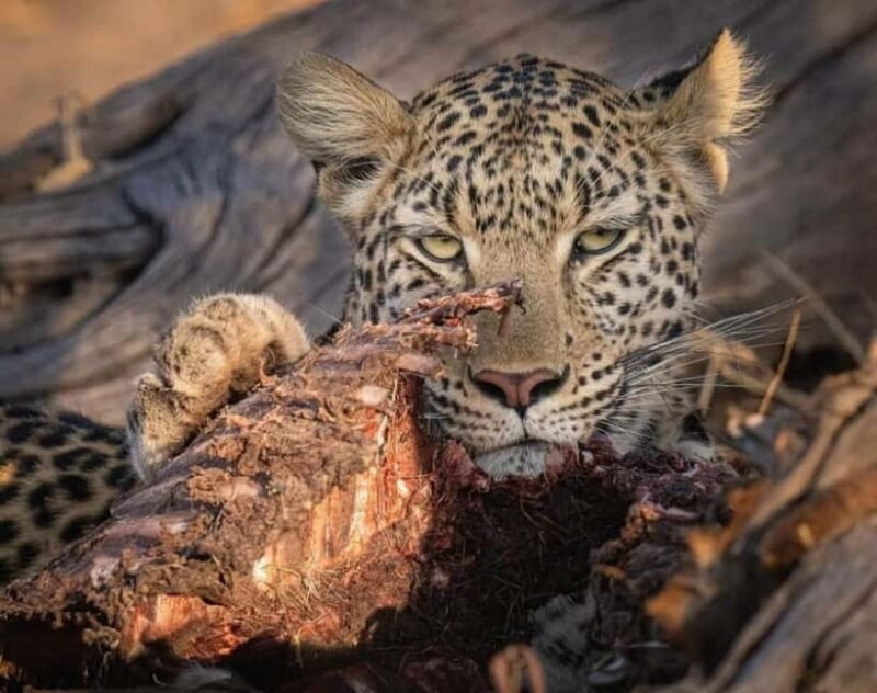 Jawai Leopard Wildlife Safari Private Tour In a 4x4 Jeep - The Sum Up: Who Will Love This Safari?
