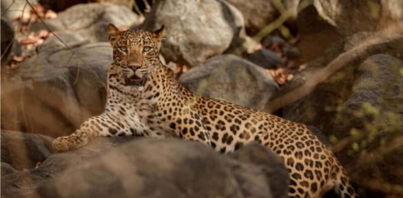 Jawai Leopard Wildlife Safari Private Tour In a 4x4 Jeep - FAQs