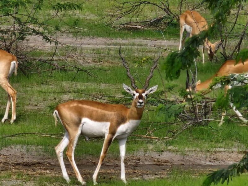 JDH : Bishnoi Village Safari With Overnight Stay in Village - Frequently Asked Questions