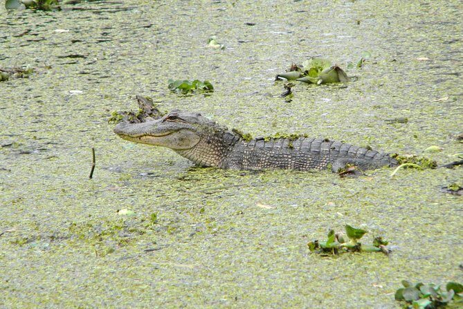 Jean Lafitte 90-Minute Swamp and Bayou Boat Tour - What Makes This Tour a Good Deal?