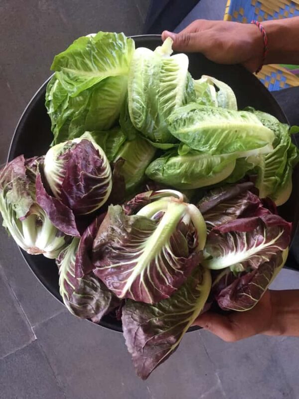 Jean Talon Market Walking Tour x Michelin-Trained Chef - Why This Tour Works