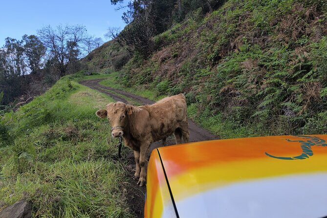 Jeep Adventure to Volcanic Pools & UNESCO Forest Treasures - Who Should Book This?