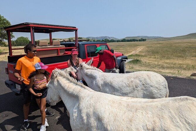 JEEP Bison Safari at Custer State Park - Family Friendly Prices - What Do the Reviews Say?