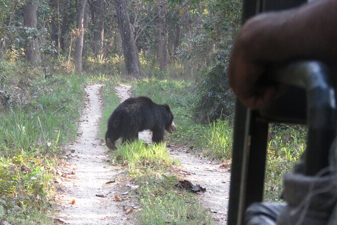 Jeep Safari (8-10 hrs., Private)inside Chitwan National Park. - An In-Depth Look at the Jeep Safari Experience