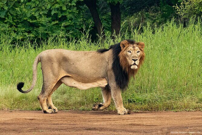 Jeep Safari: A Skip the line access to Devalia Safari Park India - An Honest Look at What You Get