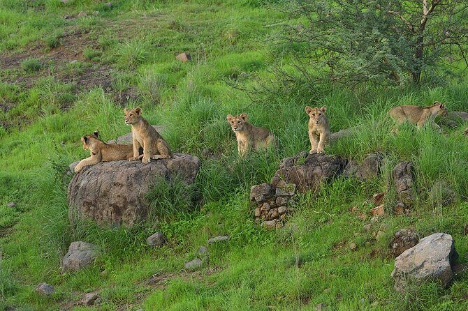 Jeep Safari: A Skip the line access to Devalia Safari Park India - Guides and Service