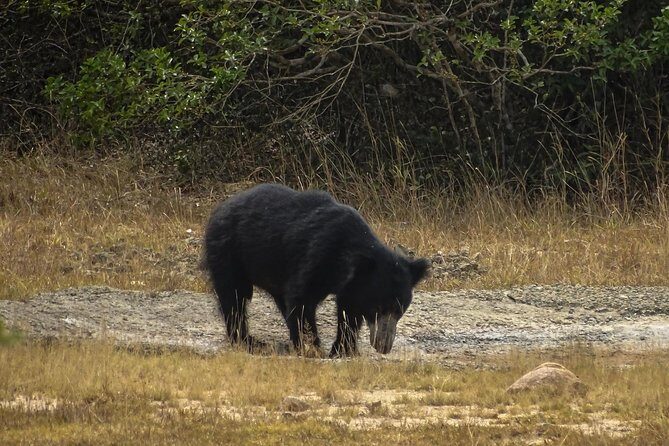 Jeep Safari at Kumana National Park - An Authentic Look at the Kumana National Park Jeep Safari