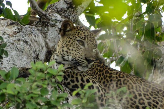 Jeep Safari at Kumana National Park - Deep Dive Into the Itinerary: What to Expect