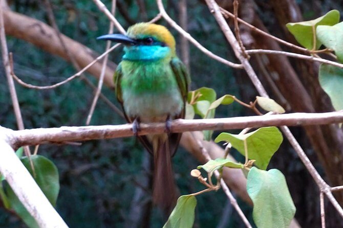 Jeep Safari at Kumana National Park - Authentic Reviews from Travelers