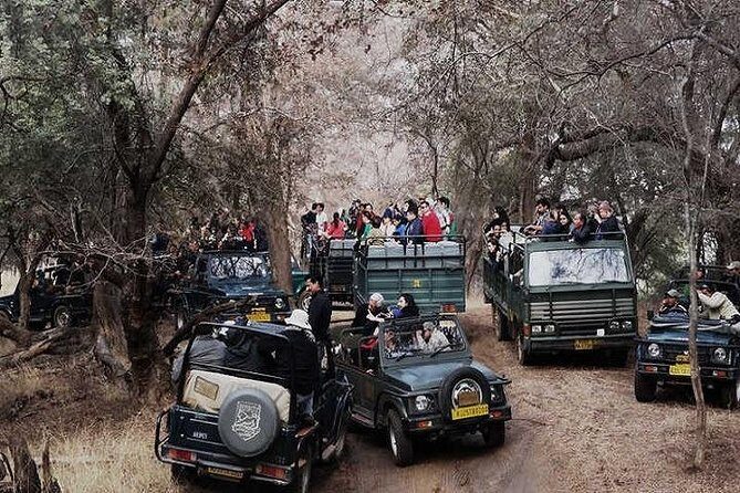 Jeep Safari Experience at Ranthambore National Park from Jaipur - An Honest Look at the Ranthambore Jeep Safari from Jaipur