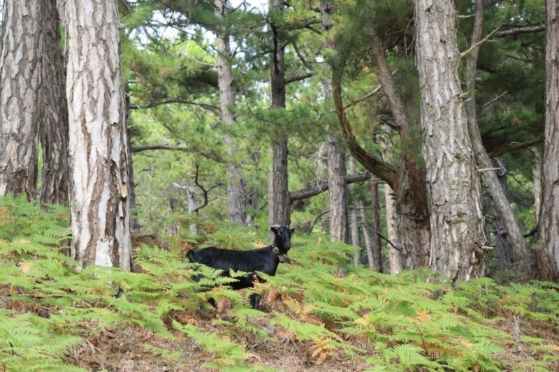Jeep Safari in Thassos Mountain - Introduction: A Journey Through Thassos’ Mountains