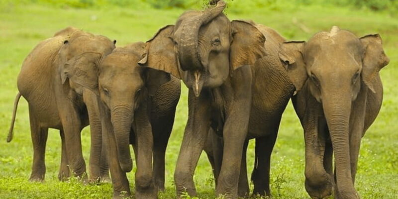 Jeep Safari to Udawalawa National Park from Colombo - An Authentic Wildlife Experience in Sri Lanka