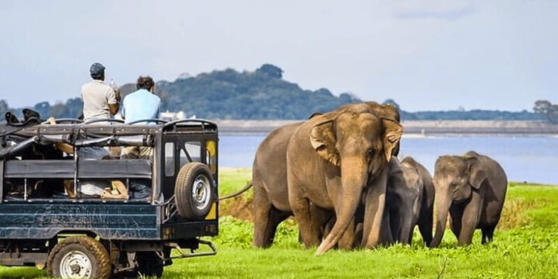 Jeep Safari to Udawalawa National Park from Colombo - The Itinerary: What You Can Expect