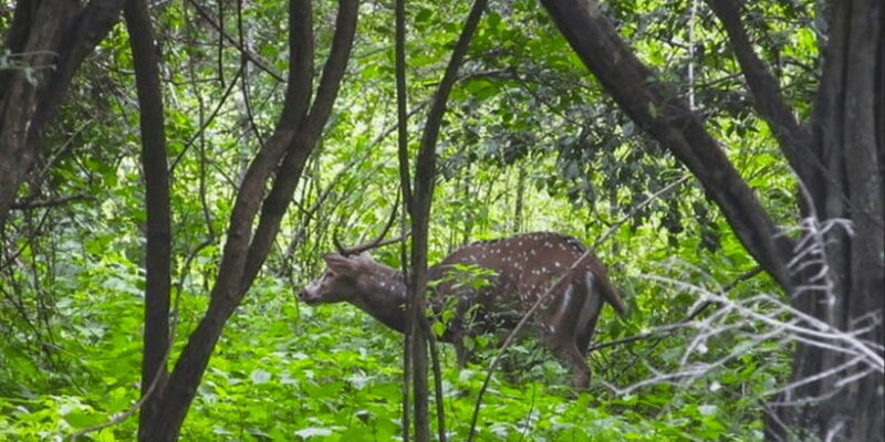 Jeep Safari to Udawalawa National Park from Colombo - How the Tour Is Valued