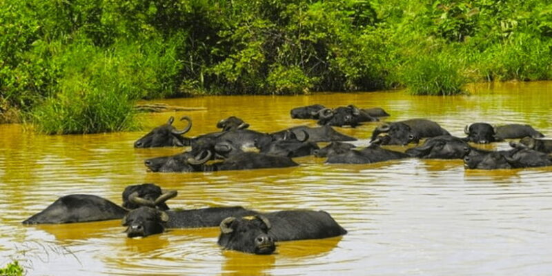 Jeep Safari to Udawalawa National Park from Colombo - Frequently Asked Questions