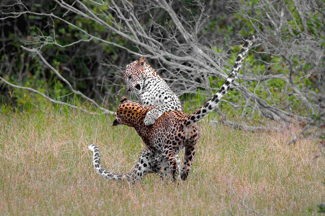Jeep Safari to Yala National Park With an Expert Of Wild Life - What Makes this Safari Stand Out