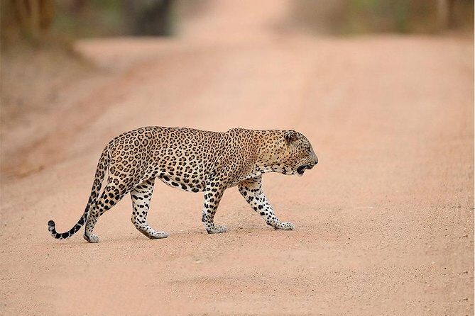 Jeep Safari to Yala National Park With an Expert Of Wild Life - Practical Details & Tips