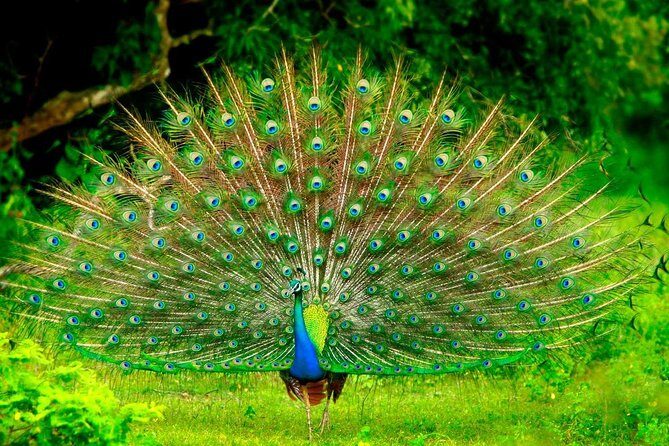 Jeep Safari to Yala National Park With an Expert Of Wild Life - The Sum Up: Is This Safari Right for You?