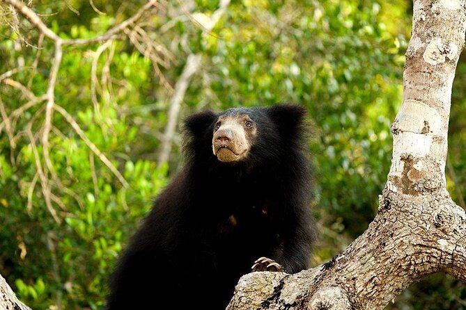 Jeep Safari to Yala National Park With an Expert Of Wild Life - FAQ: Common Questions About the Safari