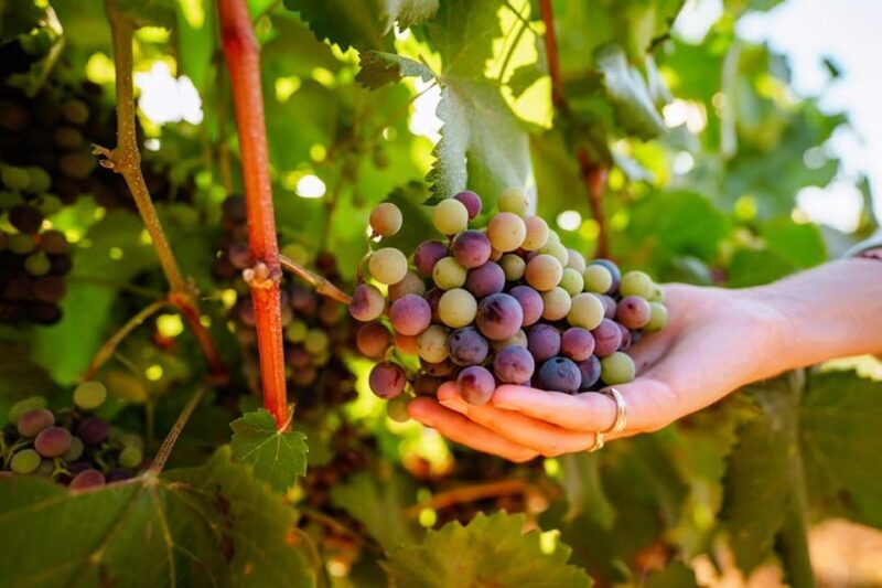 Jeep Safari with Winery Visit & Wine Tasting included - Key Points