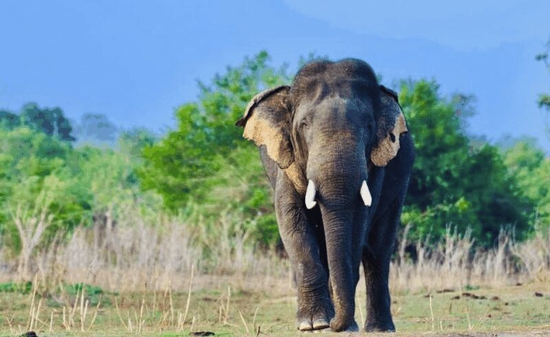 Jeep Safario to Minneriya/Kaudulla/Hurulu Eco National Parks - The Safari Tour: What to Expect