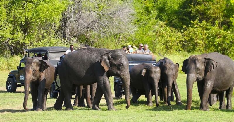 Jeep Safario to Minneriya/Kaudulla/Hurulu Eco National Parks - The Sum Up