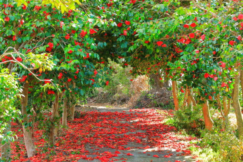 Jeju: Cherry Blossom South & West Day Tour with Hotel Pickup - The Sum Up