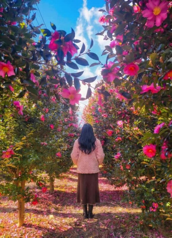 Jeju: Day Tour Hanbok, HALLASAN, Camellia, Sauna (W/pick-up) - Who Will Love This Tour?