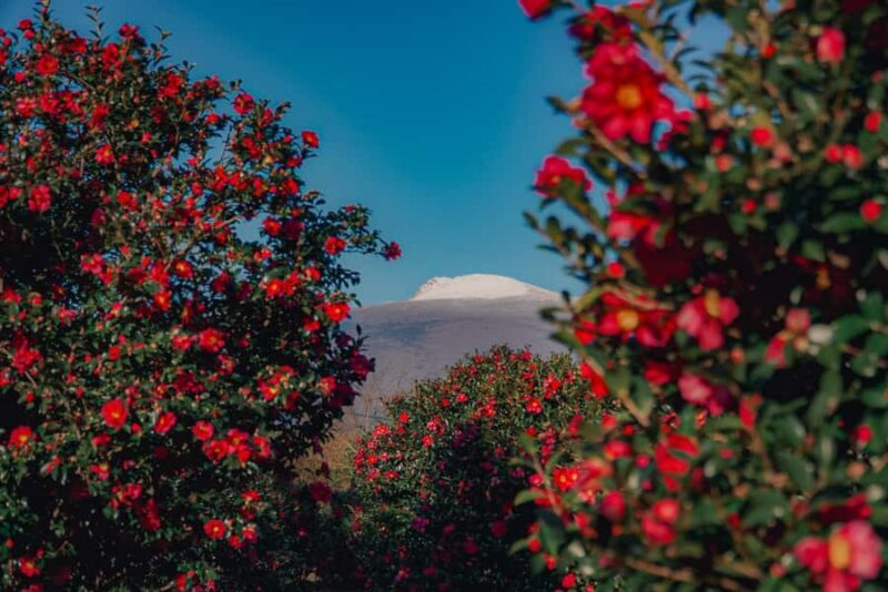 Jeju: Day Tour, Small Volcano & Landmark & UNESCO Heritage - Final Thoughts: Is It Worth It?