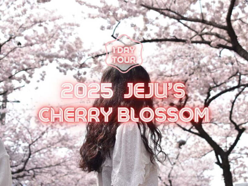 Jeju East: Cherry Blossom Early Bird Tour with Hotel Pickup - Value and Cost Analysis